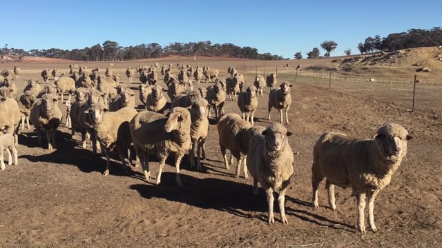 Western Australia, Animals, Sheep. Free Stock Video - Pixabay