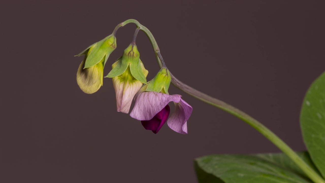 Guisante Flor Floreciendo - Free video on Pixabay