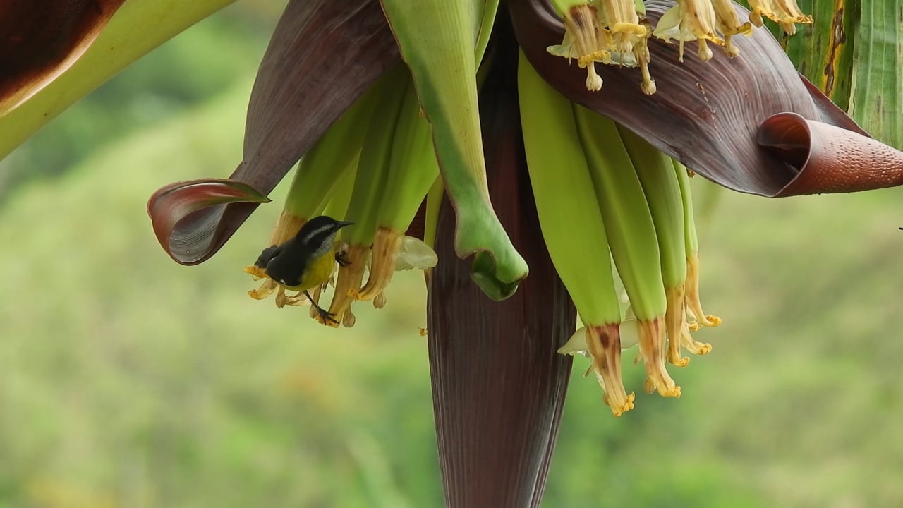 Nature, Banana, Bird. Free Stock Video - Pixabay
