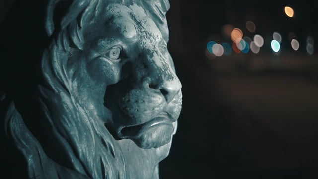 Lions Videos: Download 228+ Free 4K & HD Stock Footage Clips - Pixabay