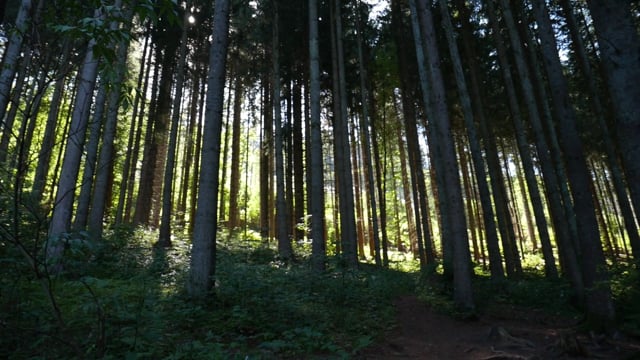 Trees, Softwood, Conifers. Free Stock Video - Pixabay