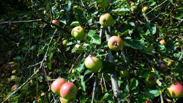 Appelboom Appel Boom - Free video on Pixabay