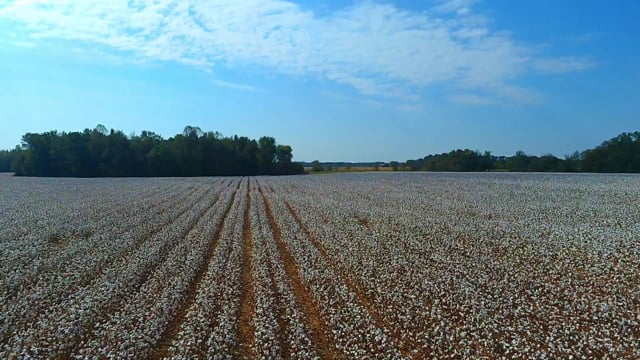 Cotton Bags Videos: Download 92+ Free 4K & HD Stock Footage Clips - Pixabay