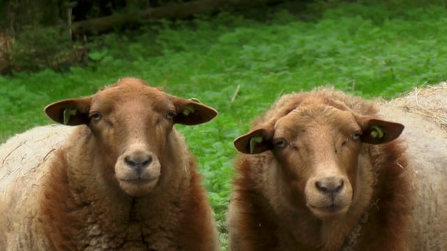 Sheep, Animal, Mammal. Free Stock Video - Pixabay