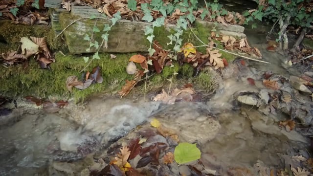 Stream, Water, Autumn. Free Stock Video - Pixabay