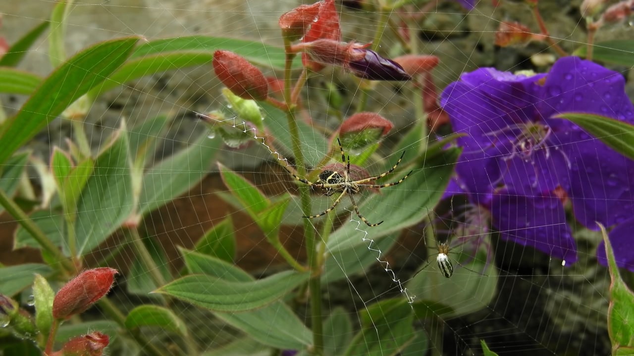 Variedad De La Naturaleza Insectos - Free video on Pixabay