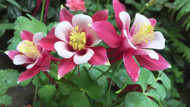 Slow Motion, Flowers, Garden. Free Stock Video - Pixabay