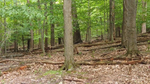 Forest, Floor, Hike. Free Stock Video - Pixabay