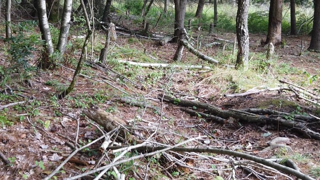 Forest, Floor, Detritus. Free Stock Video - Pixabay