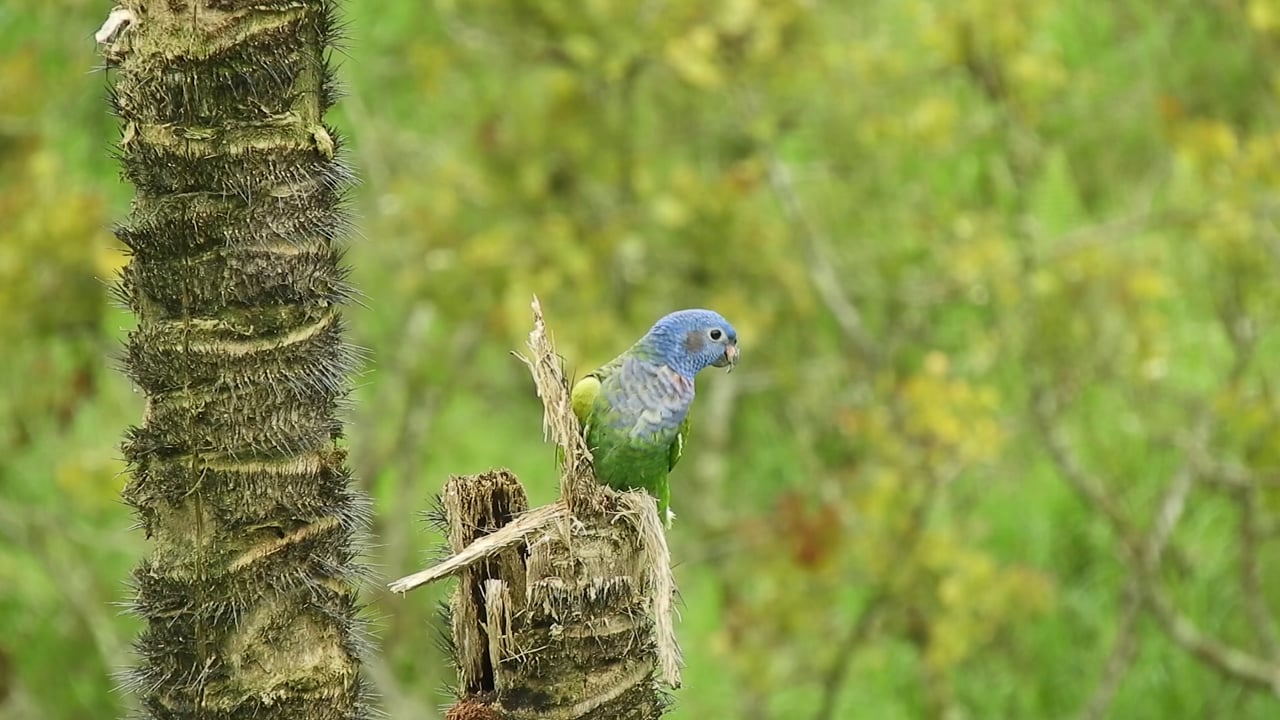 自然 鳥 緑Parrot - Free video on Pixabay