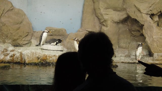 Zoo, Aquarium, Exhibit. Free Stock Video - Pixabay