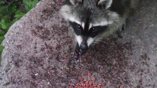 Raccoon, Animal, Mammal. Free Stock Video - Pixabay