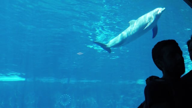 Dolphin, Aquarium, Blue. Free Stock Video - Pixabay