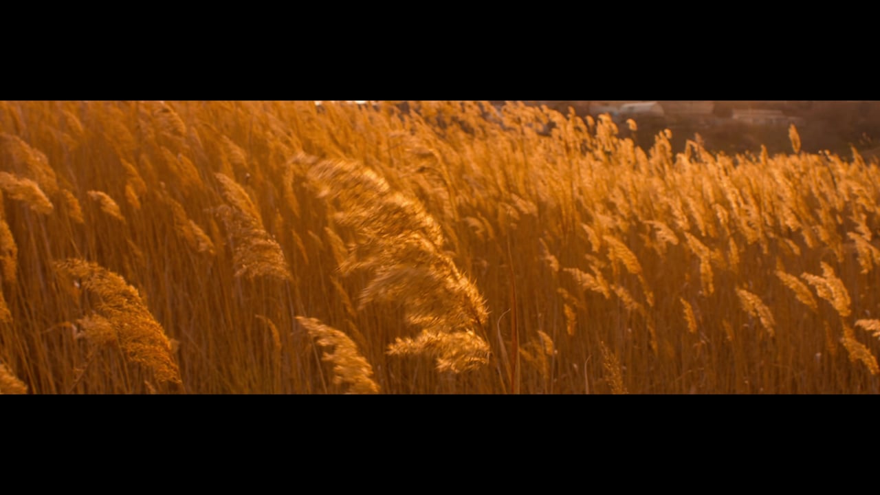 Cane, Sunset, Sun. Free Stock Video - Pixabay