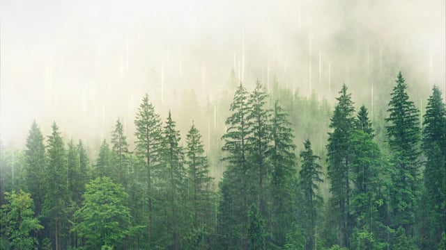 Forest, Rain, Fog. Free Stock Video - Pixabay