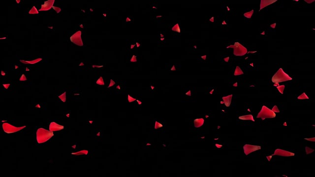 Roses, Blossoms, Love. Free Stock Video - Pixabay