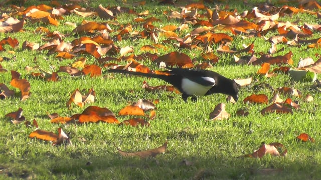 Magpie, Worm, Prey. Free Stock Video - Pixabay