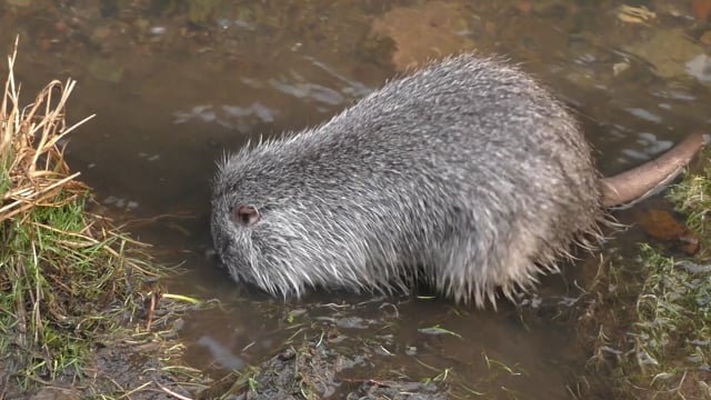 Nutria, Animal, Rodent. Free Stock Video - Pixabay