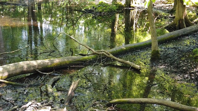 Swamp, Forest, Pond. Free Stock Video - Pixabay