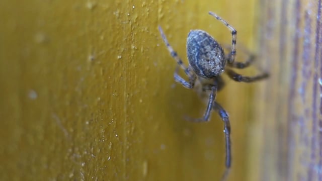 Spider, Macro, Crawl. Free Stock Video - Pixabay