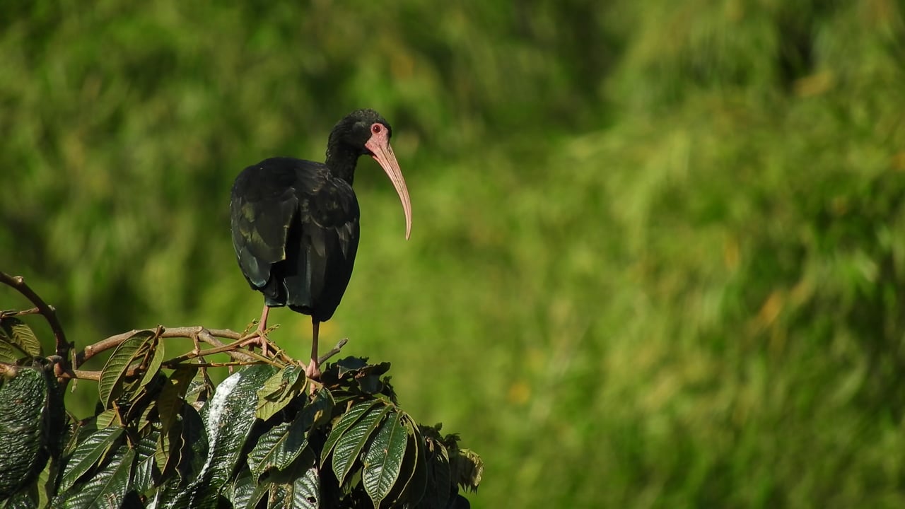 Bird, Ibis Black, Pens. Free Stock Video - Pixabay