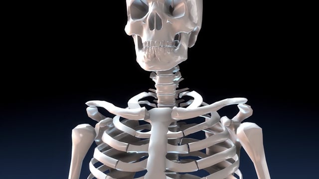 Skeletal System, Skeleton, Anatomy. Free Stock Video - Pixabay