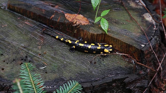 Salamander, Lizard, Reptiles. Free Stock Video - Pixabay