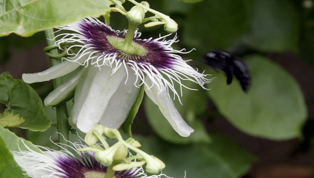Passifloras Videos: Download 3+ Free 4K & HD Stock Footage Clips - Pixabay