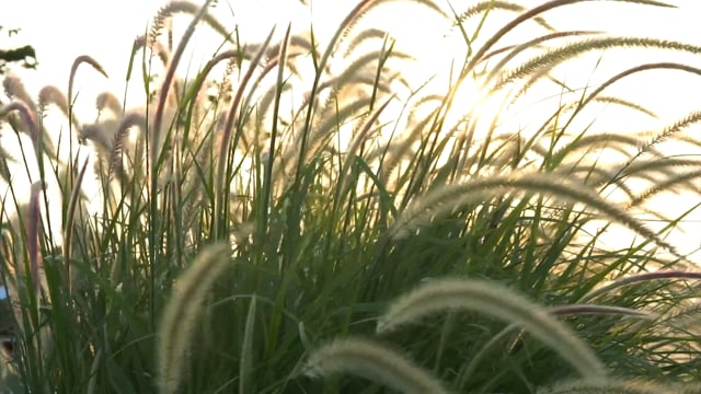 Reeds, Move, Wave. Free Stock Video - Pixabay