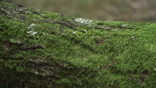 Bosque Musgo Árbol - Free video on Pixabay