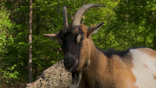 Cabra Animales Deseo - Free video on Pixabay