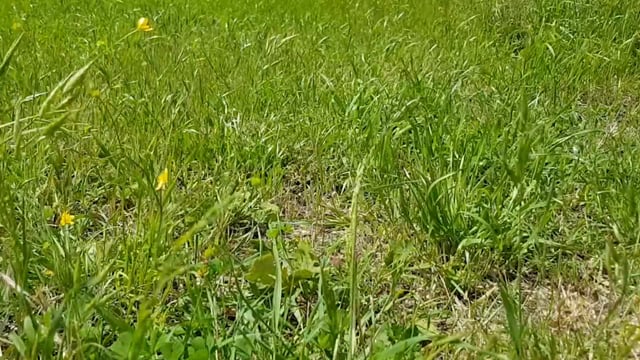 Grass, Spring, Garden. Free Stock Video - Pixabay