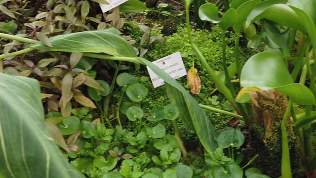 Swamp, Garden, Plants. Free Stock Video - Pixabay