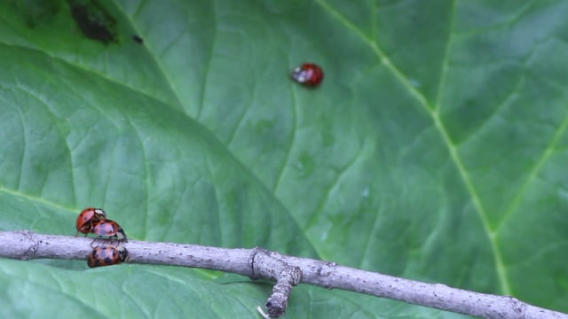 Ladybug, Lady Bug, Insect. Free Stock Video - Pixabay