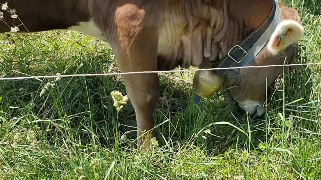 Vaca Animal Alp - Free video on Pixabay - Pixabay
