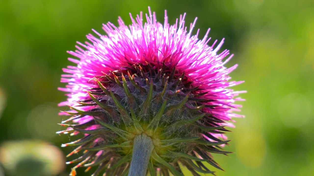 Cardo Flor Floración - Free video on Pixabay