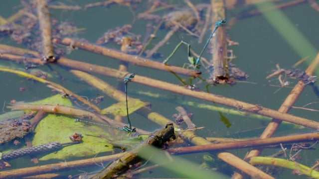 Dragonfly, Close Up, Nature. Free Stock Video - Pixabay