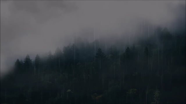 Forest, Rain, Fog. Free Stock Video - Pixabay