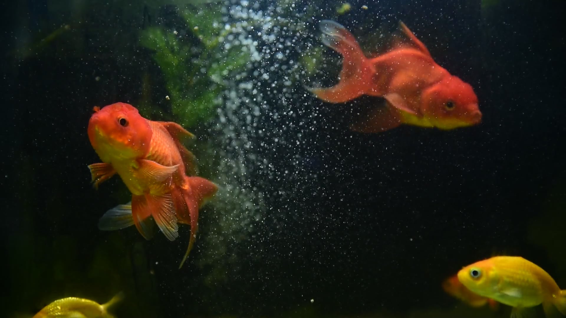 Page 2 - Fish In An Aquarium Videos: Download 1,886+ Free 4K & HD Stock Footage Clips - Pixabay