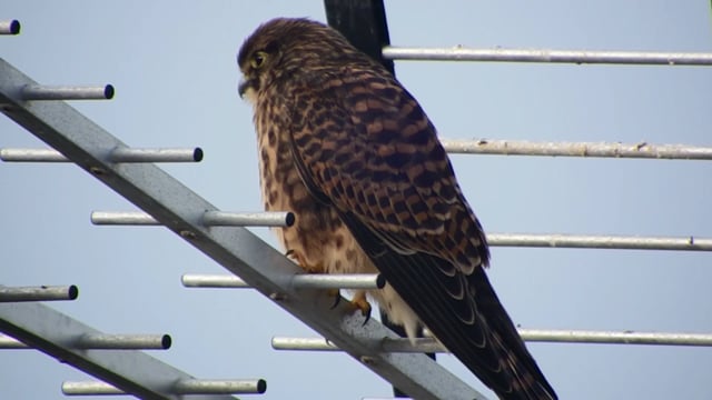 Bird, La Palma, Canary Islands. Free Stock Video - Pixabay