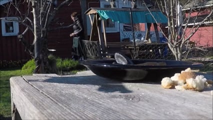 Bird, Sebaceous Tintin, Slow Motion. Free Stock Video - Pixabay