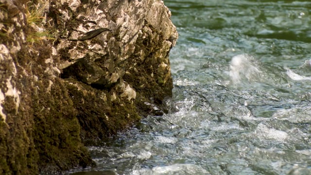 Flow, Rock, Moss. Free Stock Video - Pixabay