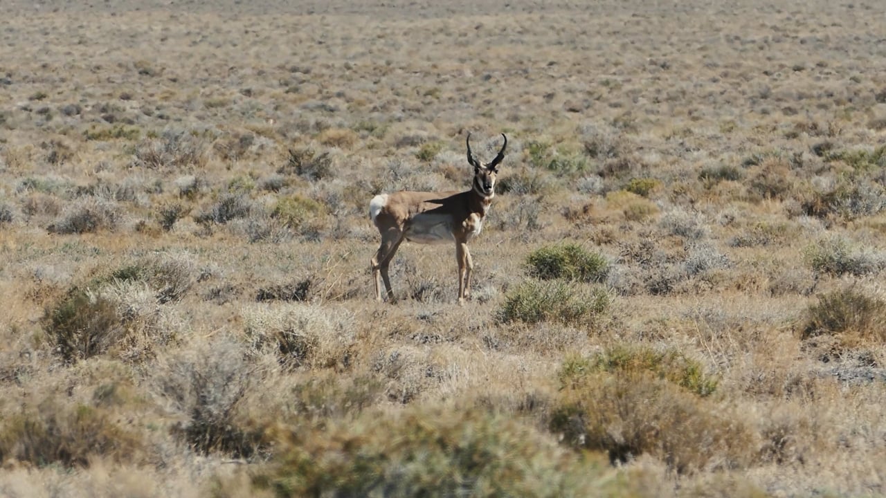 Pronghorn+Antelope Videos: Download 1+ Free 4K & HD Stock Footage Clips - Pixabay
