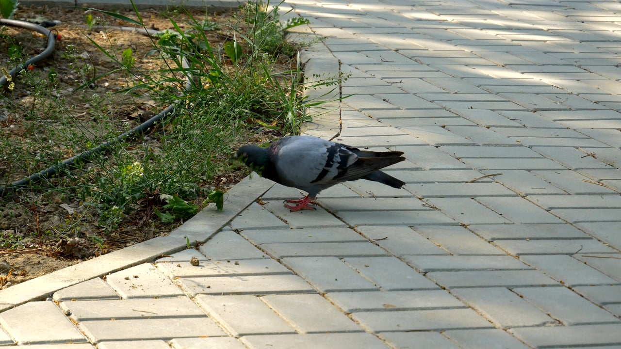 The Pigeon Is Pecking In The Grass, Bird, Grass. Free Stock Video - Pixabay