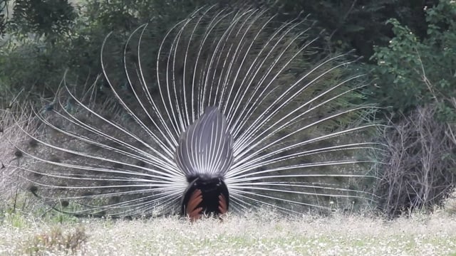 Peacock, Dancing, Playing. Free Stock Video - Pixabay