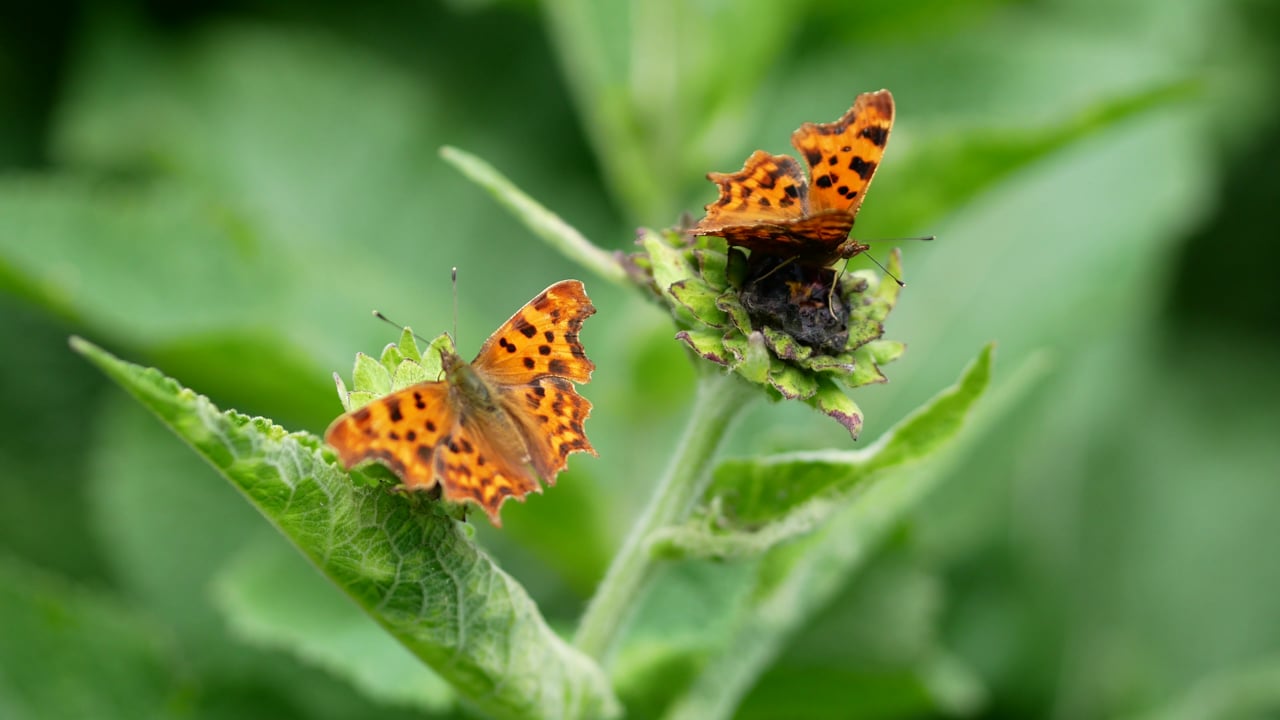 C Falter, Butterfly, Wing. Free Stock Video - Pixabay