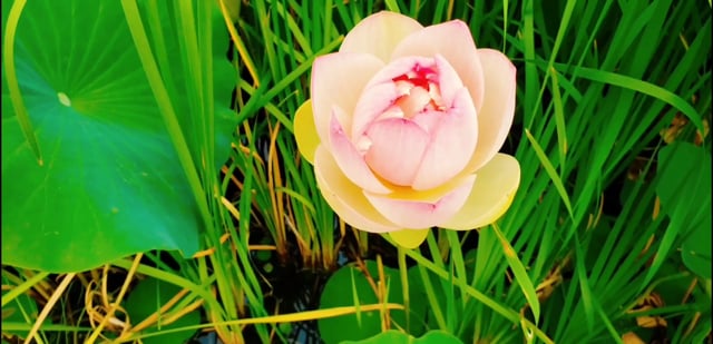 Lotus Vert - Free video on Pixabay - Pixabay