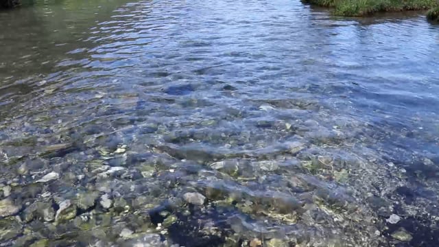 Stream, Lake, Nature. Free Stock Video - Pixabay