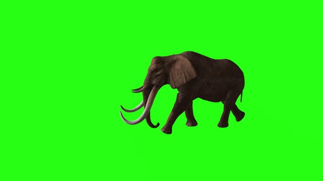 Elephant Green Screen Videos: Download 7,832+ Free 4K & HD Stock ...