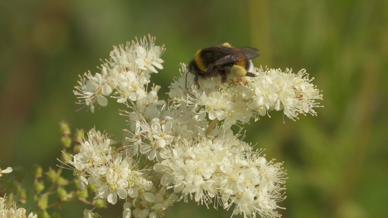 Bumblebee Bat Videos: Download 164+ Free 4K & HD Stock Footage Clips ...